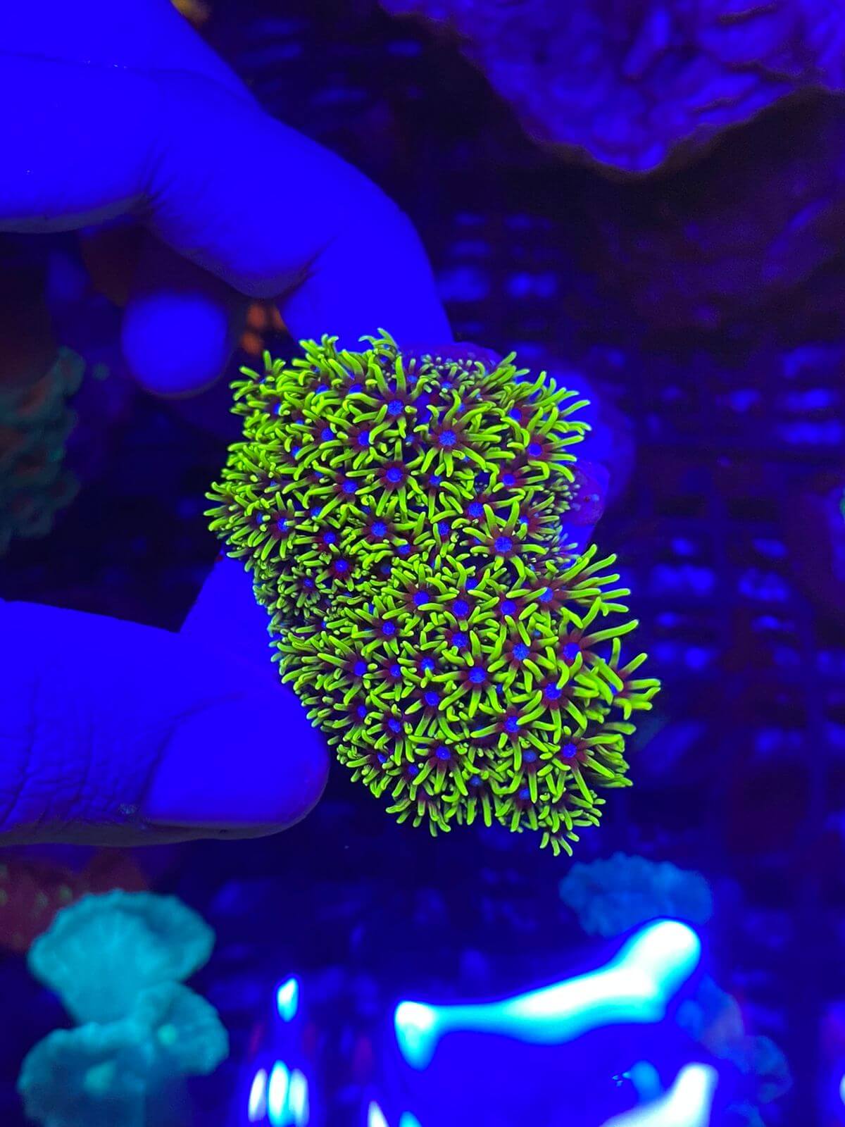 GSP Metalic - Blue Reef