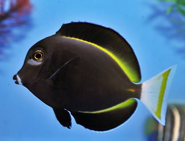 Gold Rimmed Tang - Blue Reef